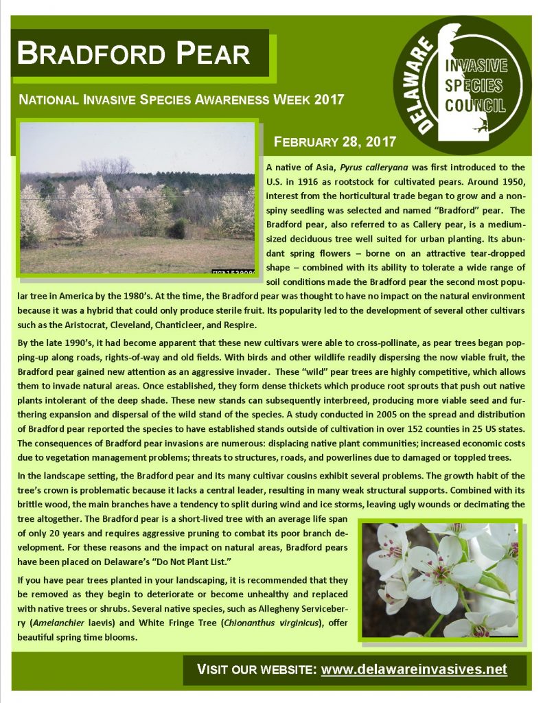 NISAW 2017 Invasive Species of the Day: Bradford Pear – Delaware ...