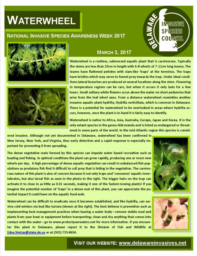 NISAW 2017 Invasive Species of the Day: Waterwheel – Delaware Invasive ...