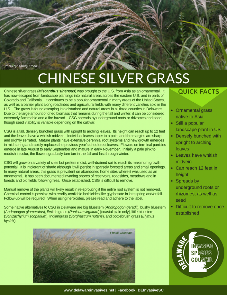 NISAW 2018: Chinese Silver Grass – Delaware Invasive Species Council