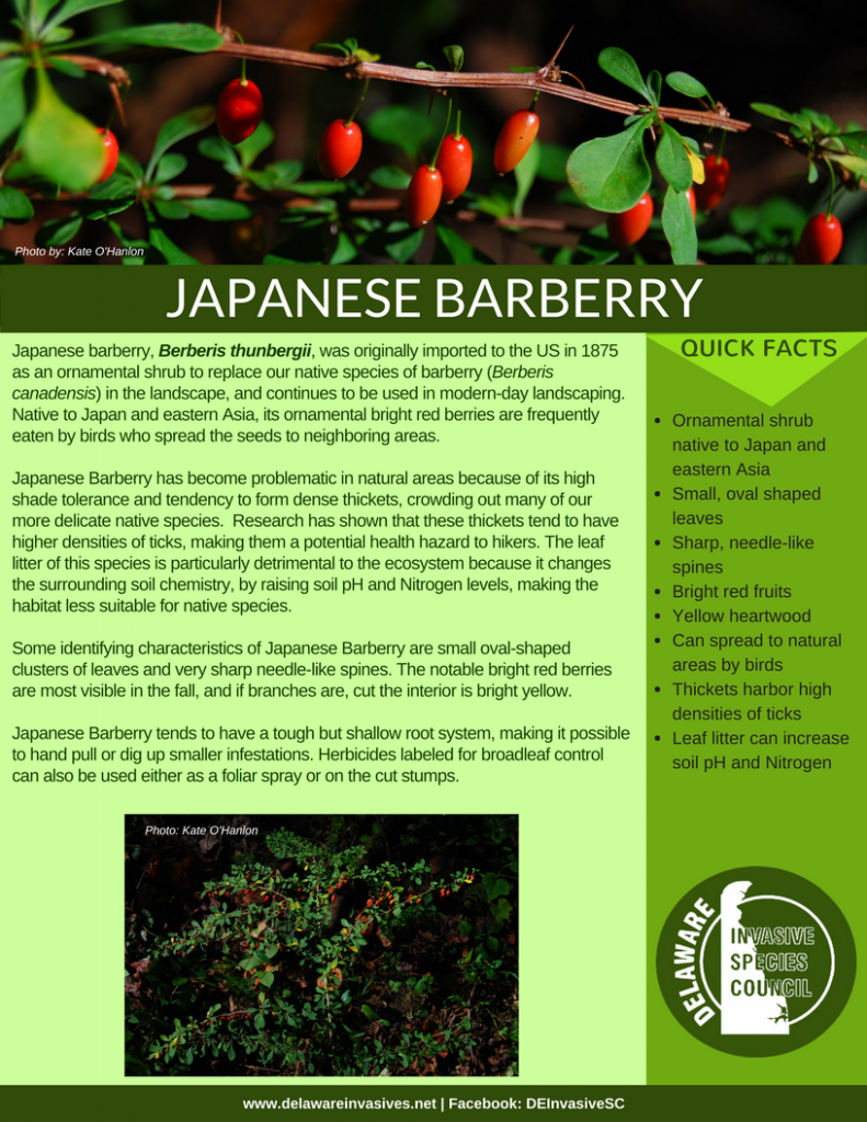 NISAW 2018: Japanese Barberry – Delaware Invasive Species Council