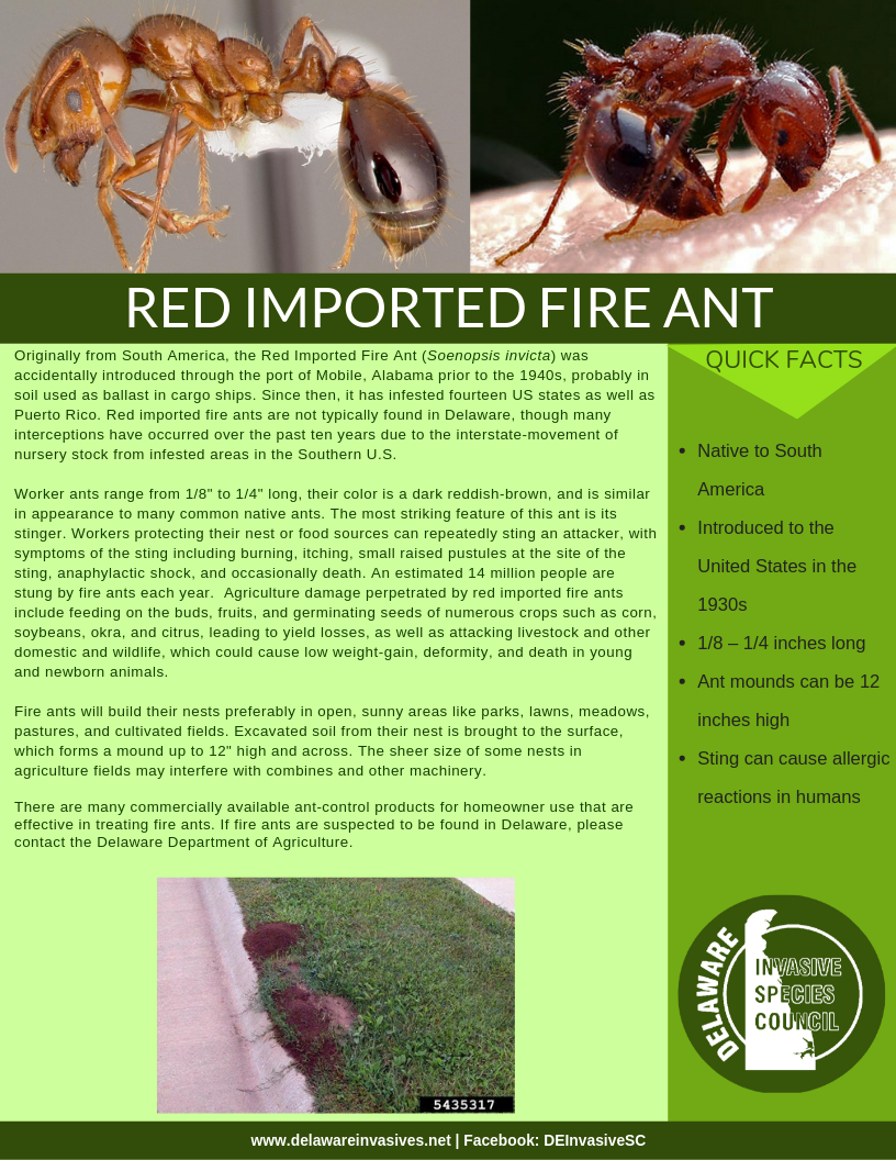 NISAW 2019: Red Imported Fire Ant – Delaware Invasive Species Council