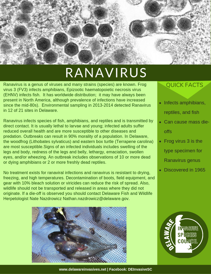 NISAW 2019: Ranavirus – Delaware Invasive Species Council