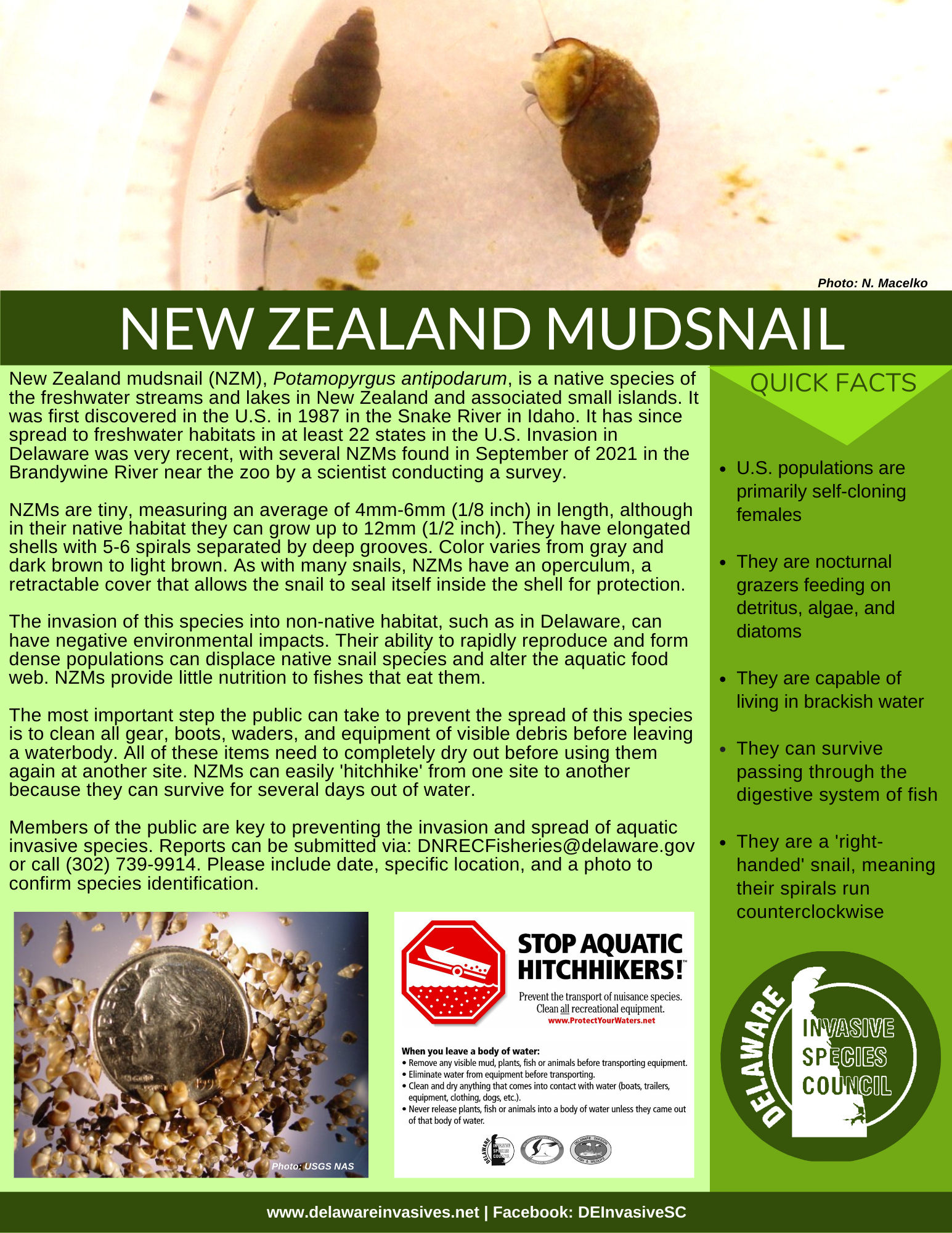 NISAW 2022 – New Zealand Mudsnail – Delaware Invasive Species Council