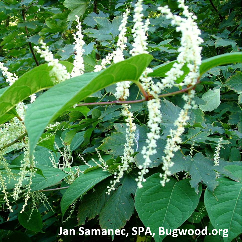 Delaware Invasive Species Council