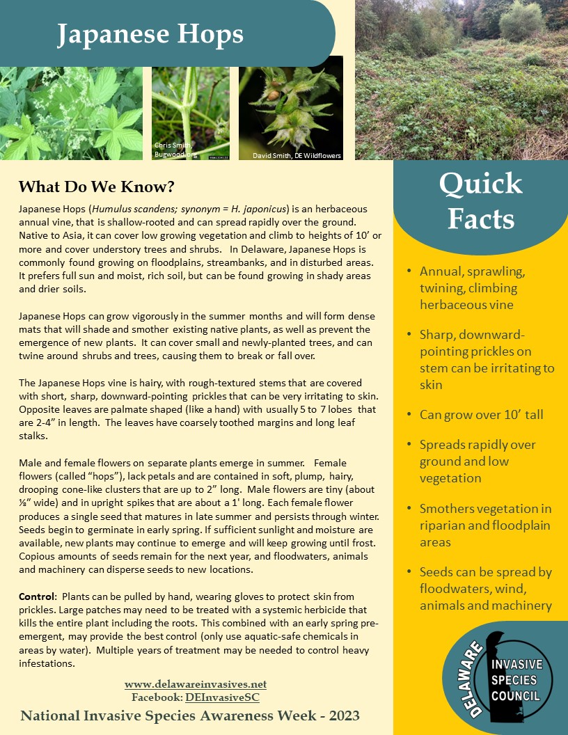 NISAW 2024 – Japanese Hops – Delaware Invasive Species Council