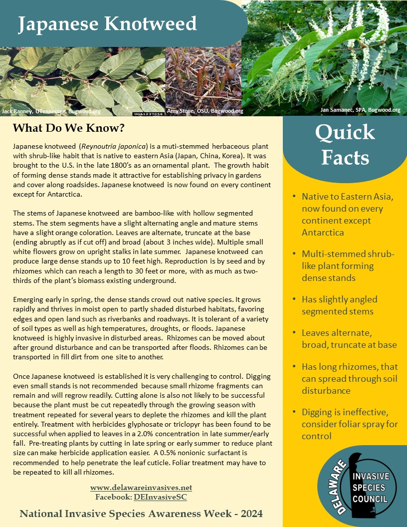 NISAW 2024 – Japanese Knotweed – Delaware Invasive Species Council
